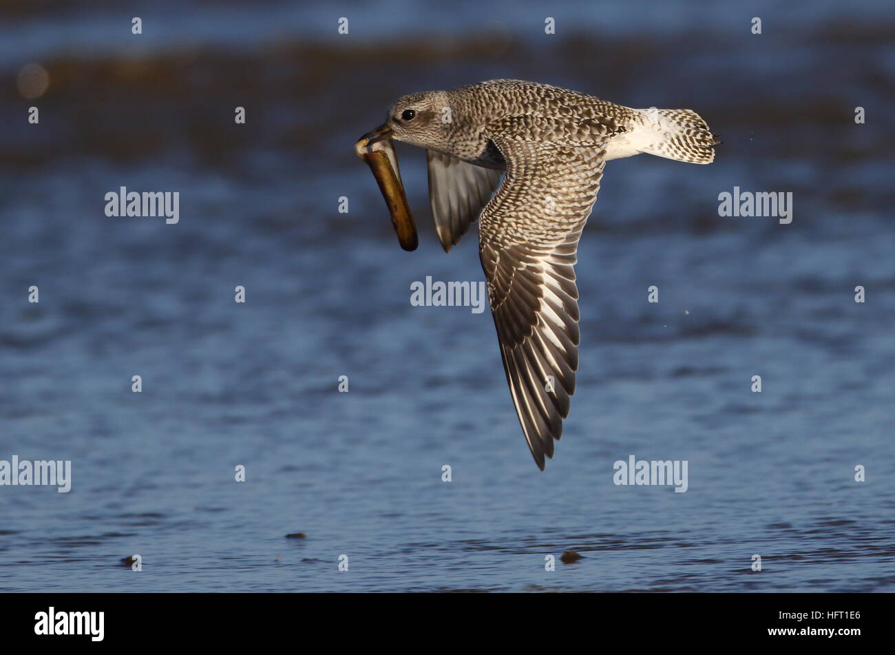Grey plovers uk hi-res stock photography and images - Alamy