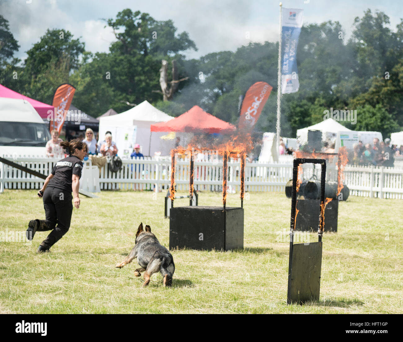 Attack dog hi-res stock photography and images - Alamy