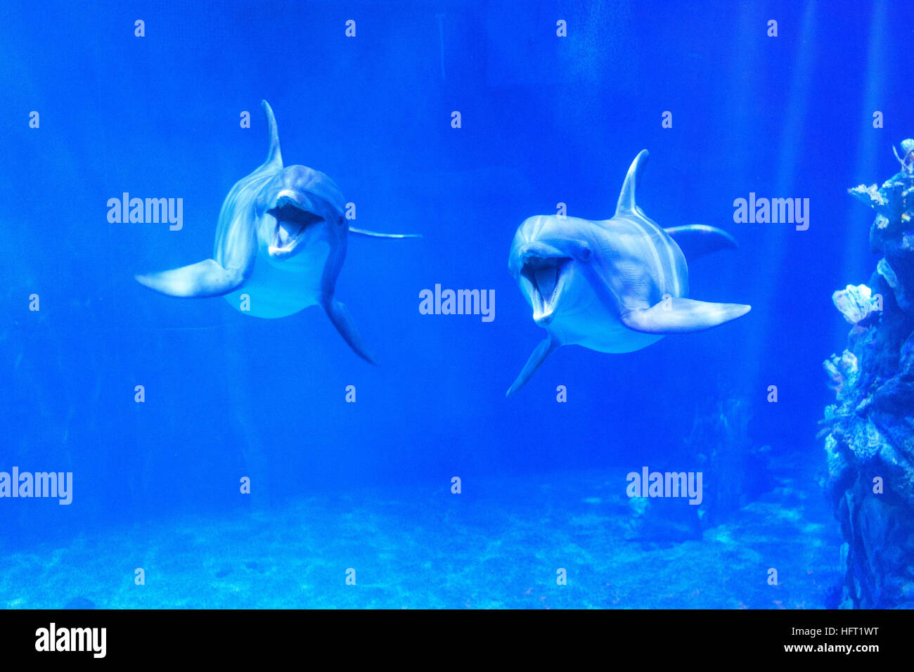 Singing fish hi-res stock photography and images - Alamy