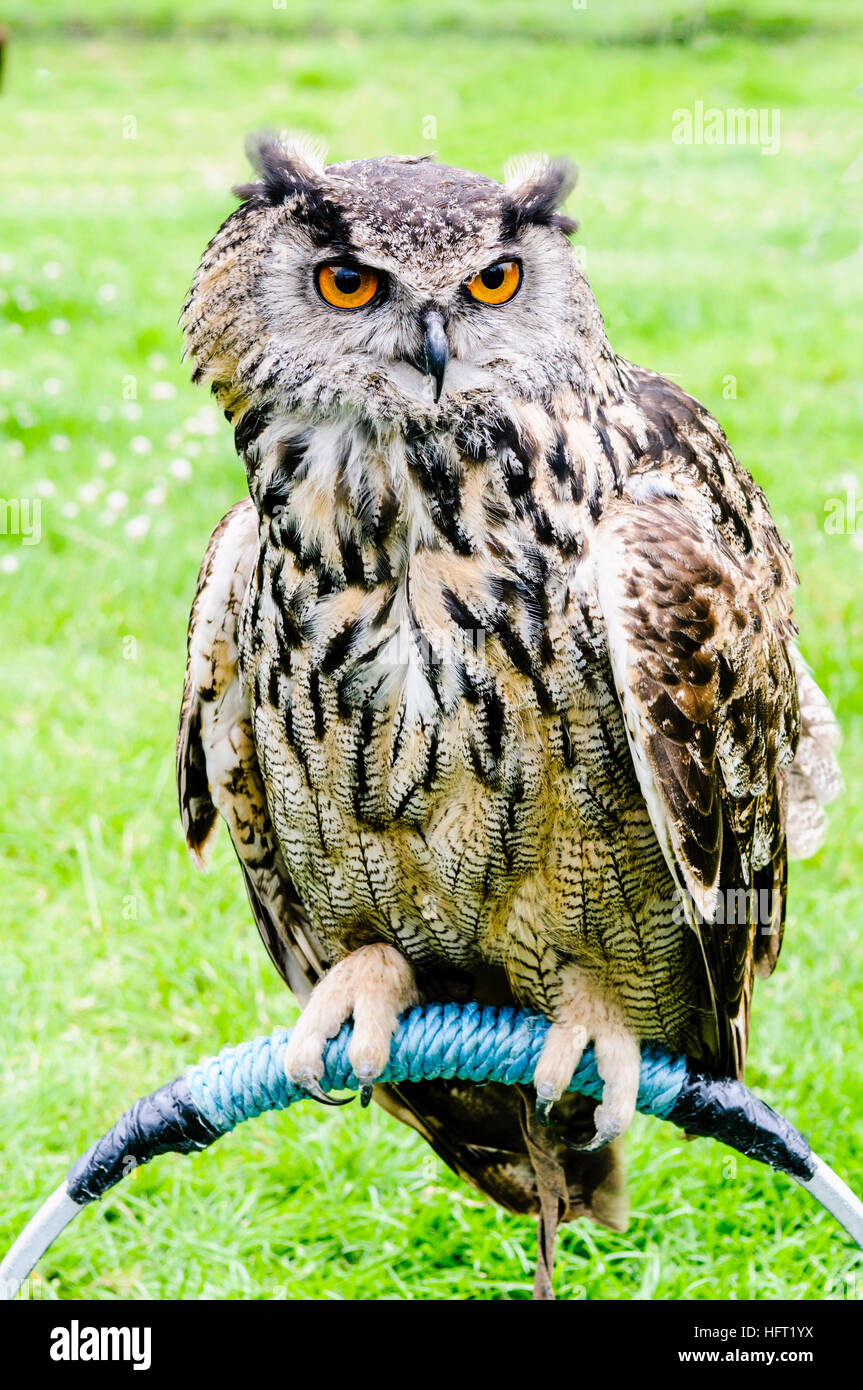 Owl eyebrows hi-res stock photography and images - Alamy