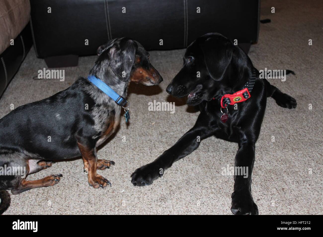 Best friends hi-res stock photography and images - Alamy