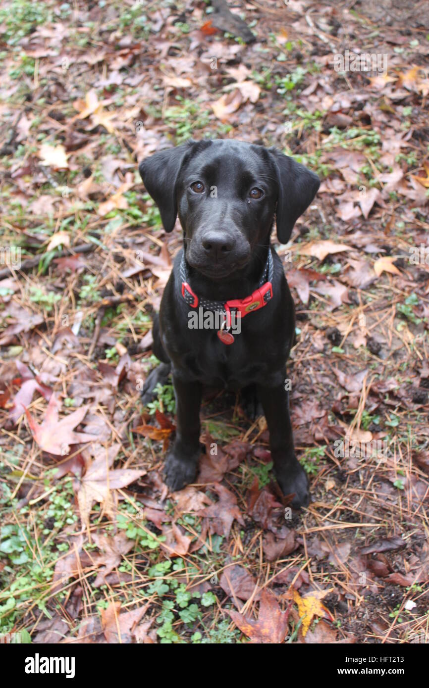 Black labrador retriever with brown eyes hi-res stock photography and ...