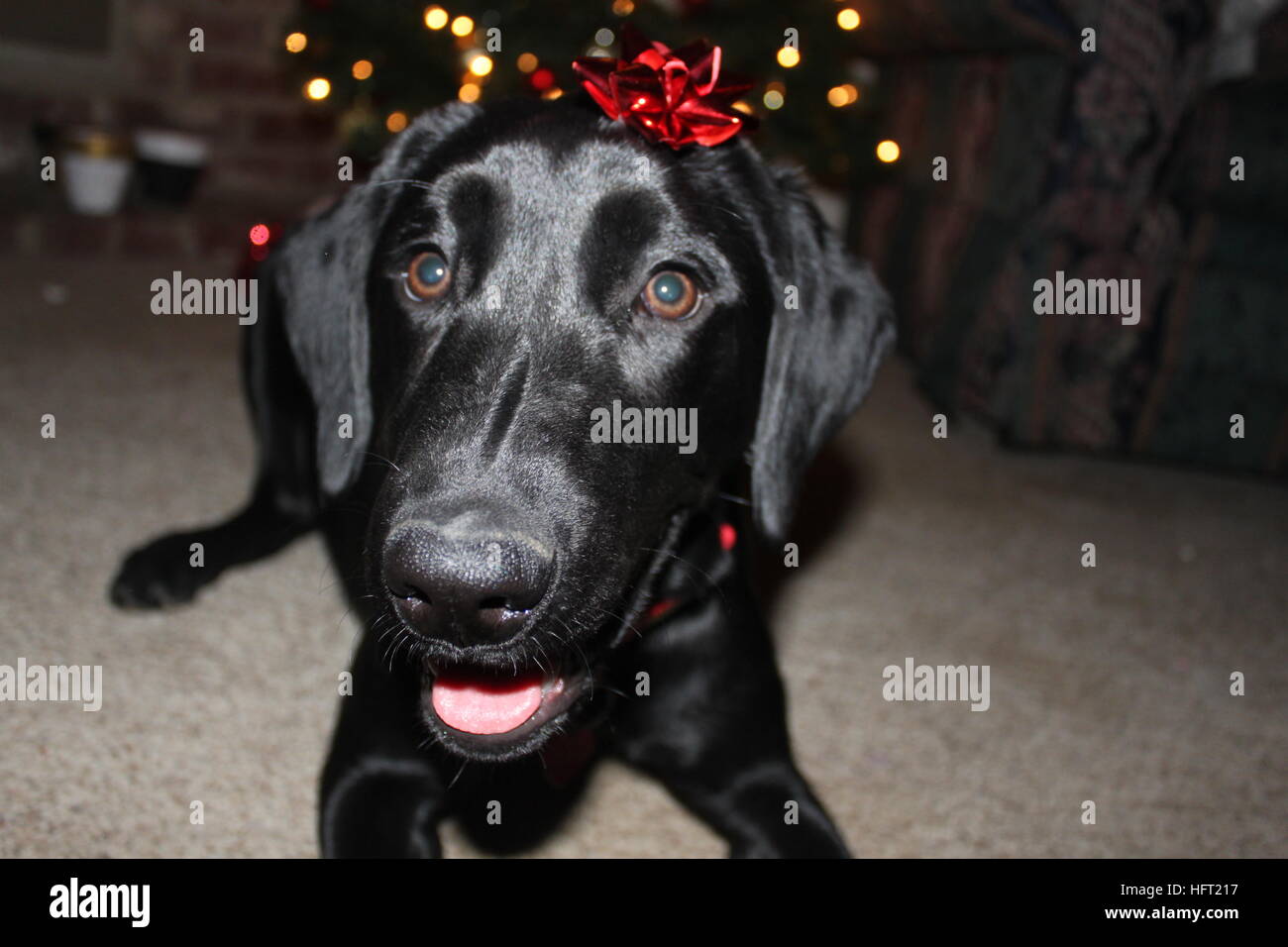 sweet black labrador retriever enjoying her first christmas as the best ...