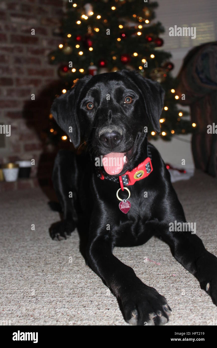 sweet black labrador retriever enjoying her first christmas in front of ...