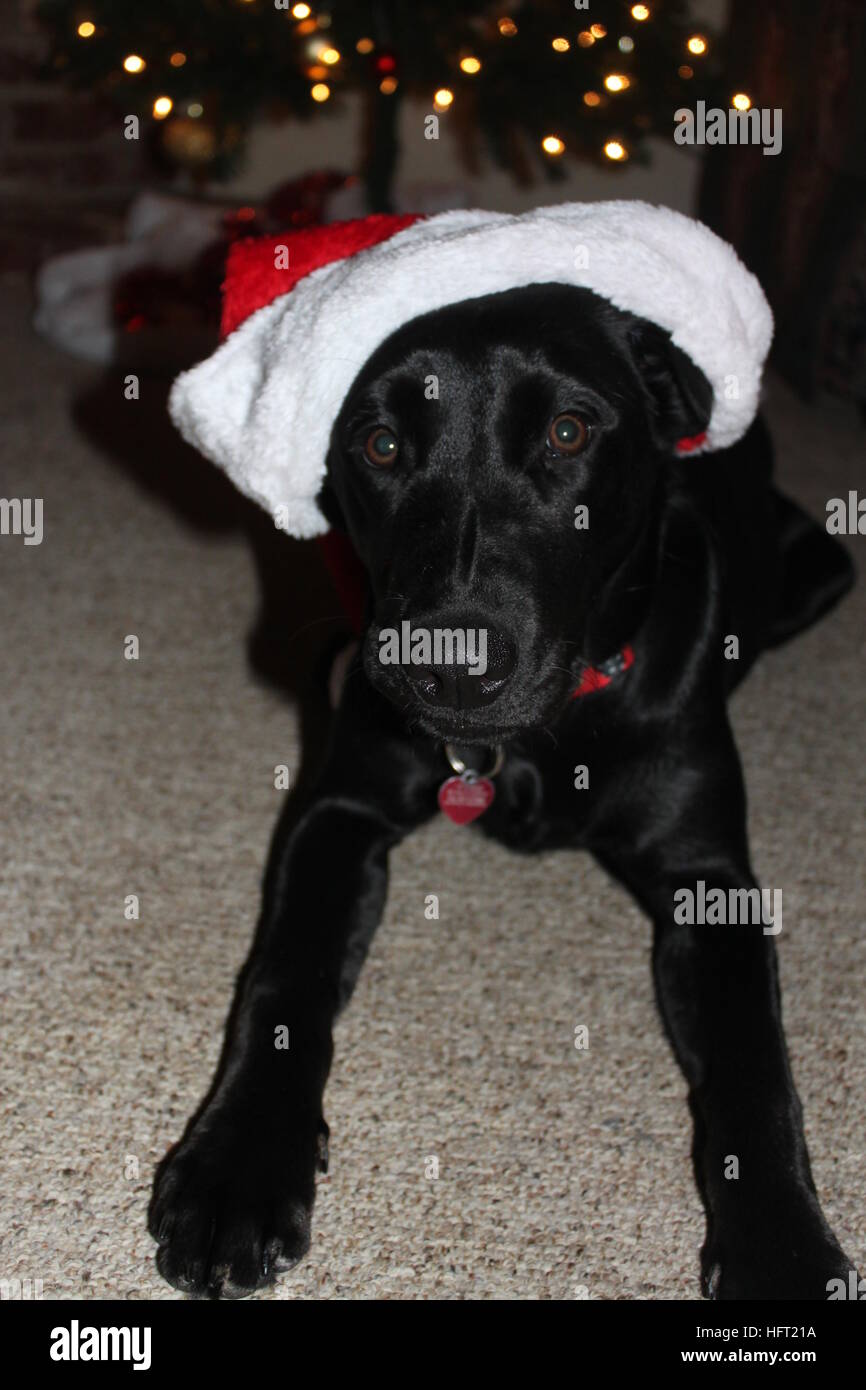 Black labrador retriever with brown eyes hi-res stock photography and ...