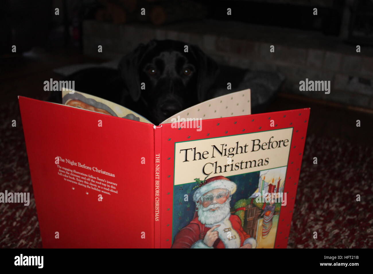 sweet black labrador retriever reading the night before christmas Stock ...