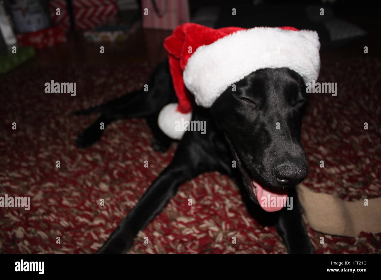 santa paws is coming to town // black labrador retriever enjoying her ...