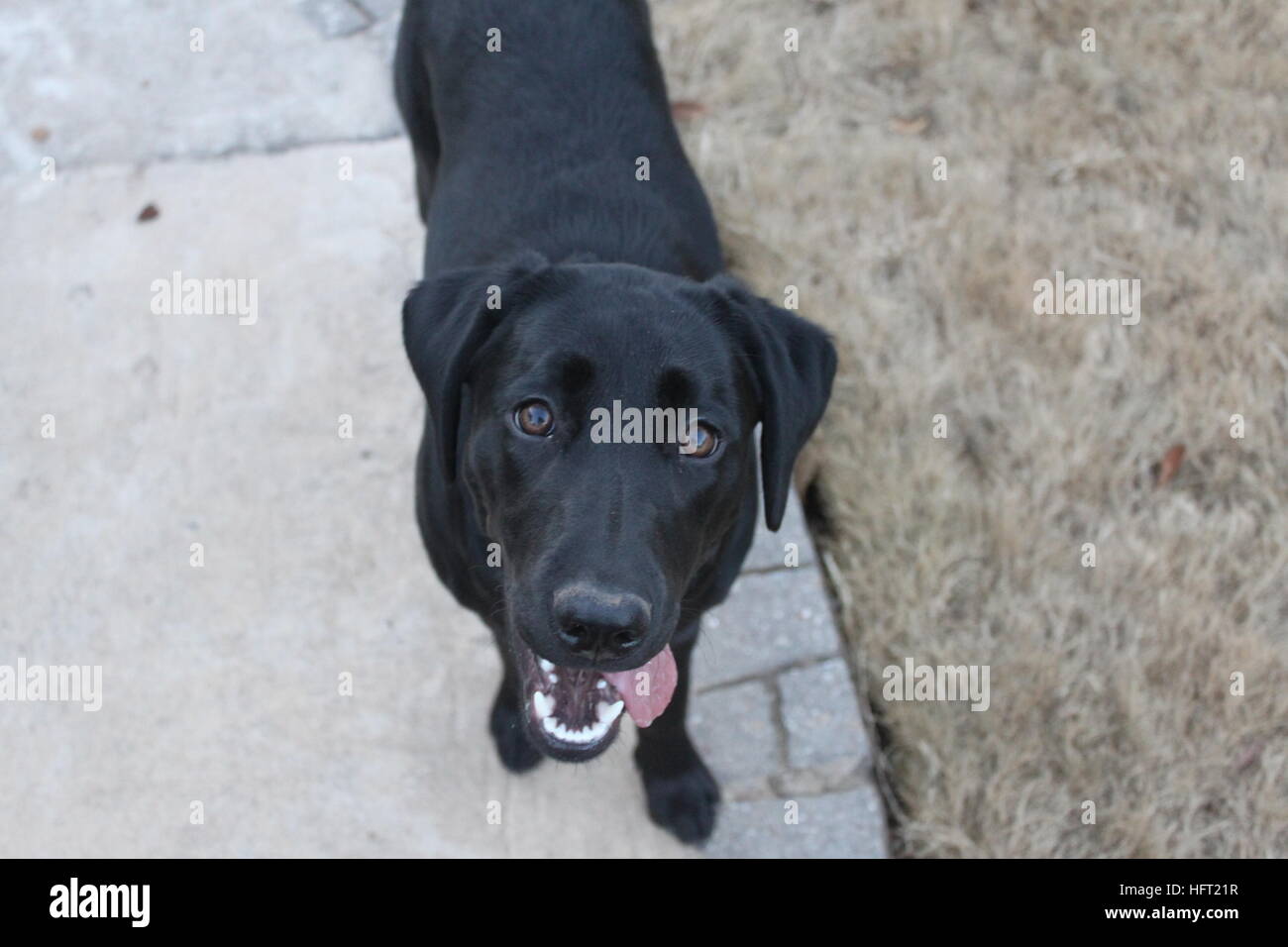 happy black labrador retriever enjoying outside time Stock Photo - Alamy