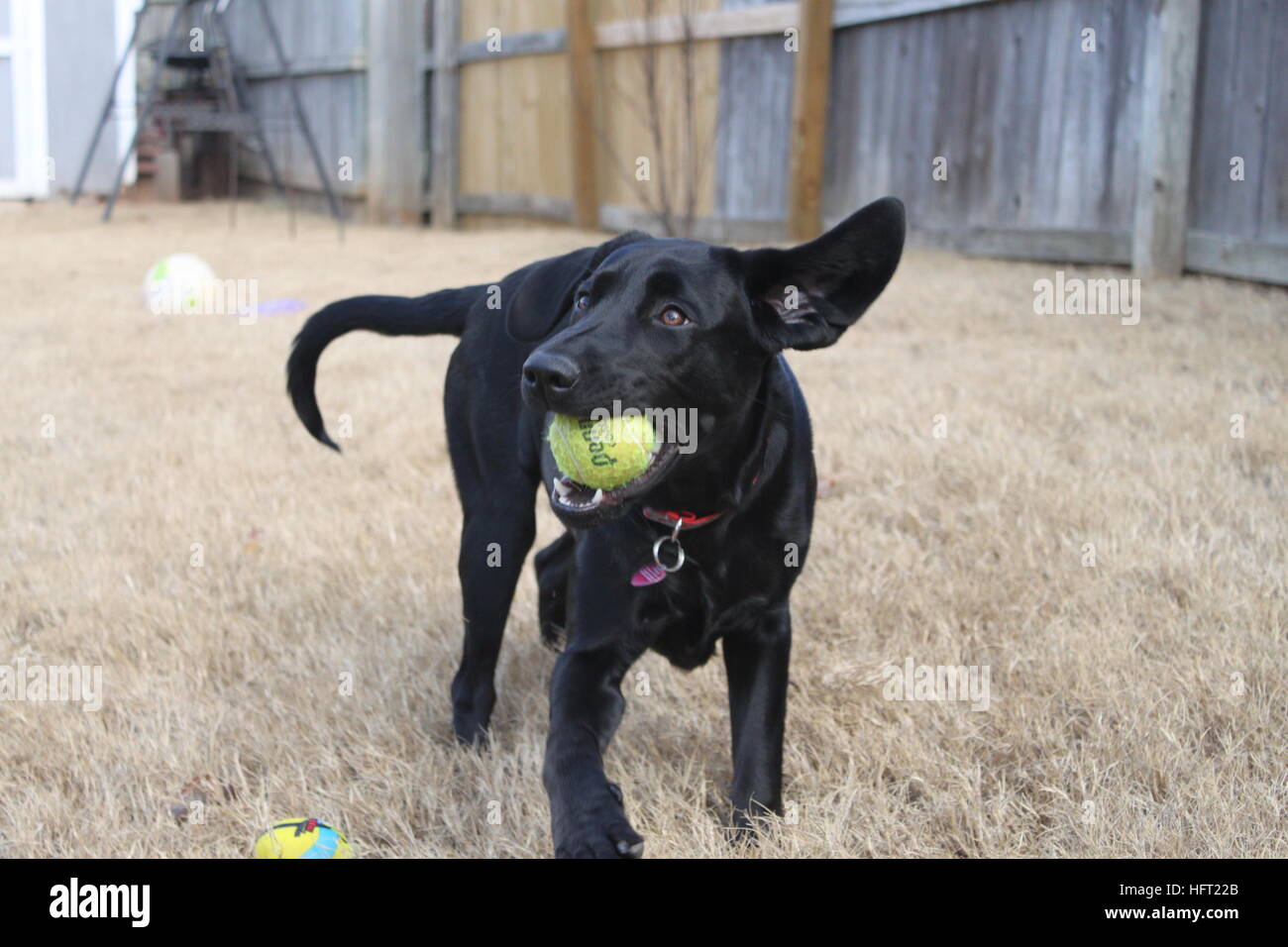 black labrador retriever puppy catches the ball playing fetch Stock ...