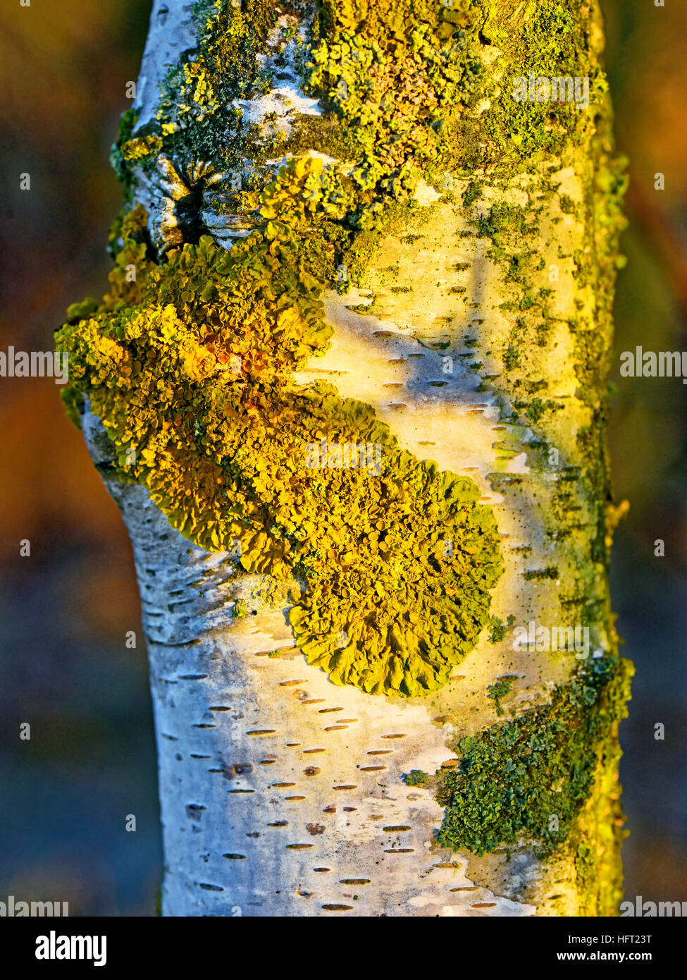 Birch tree with fungi lichen growth Stock Photo - Alamy