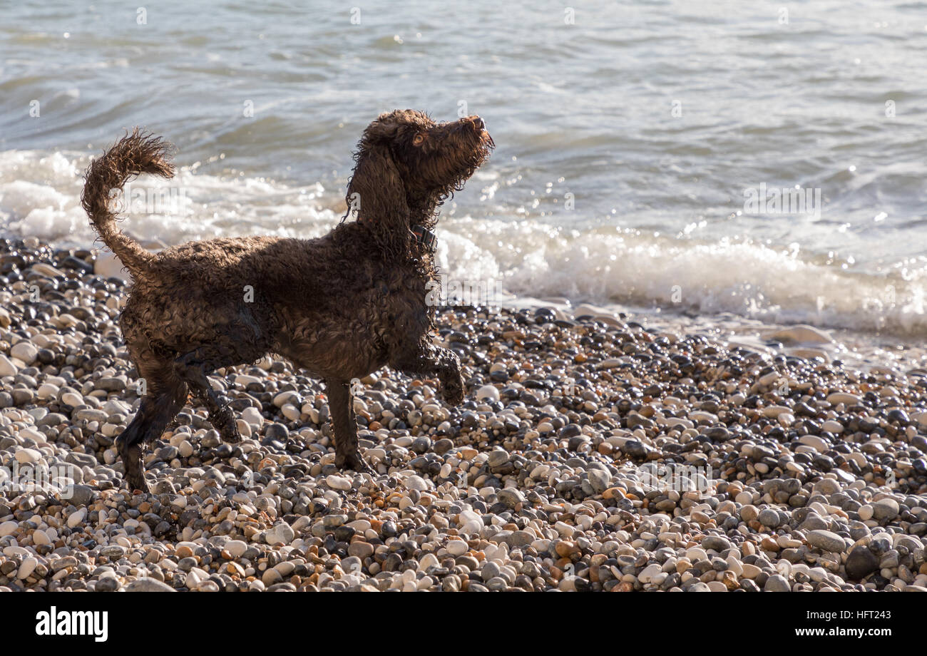 Playing with pebbles hi-res stock photography and images - Alamy