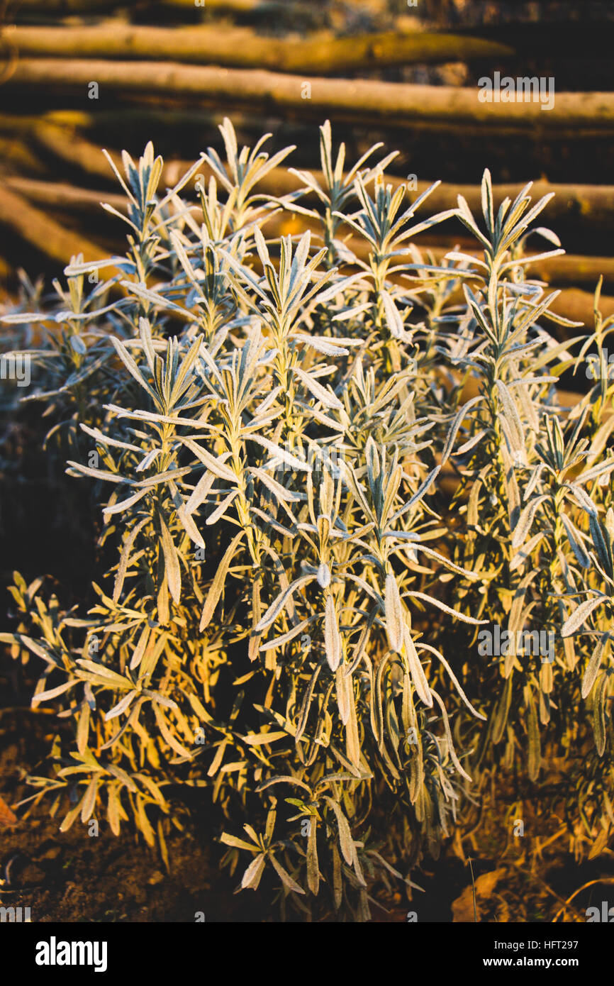 Small bush of salvia in the home garden Stock Photo - Alamy