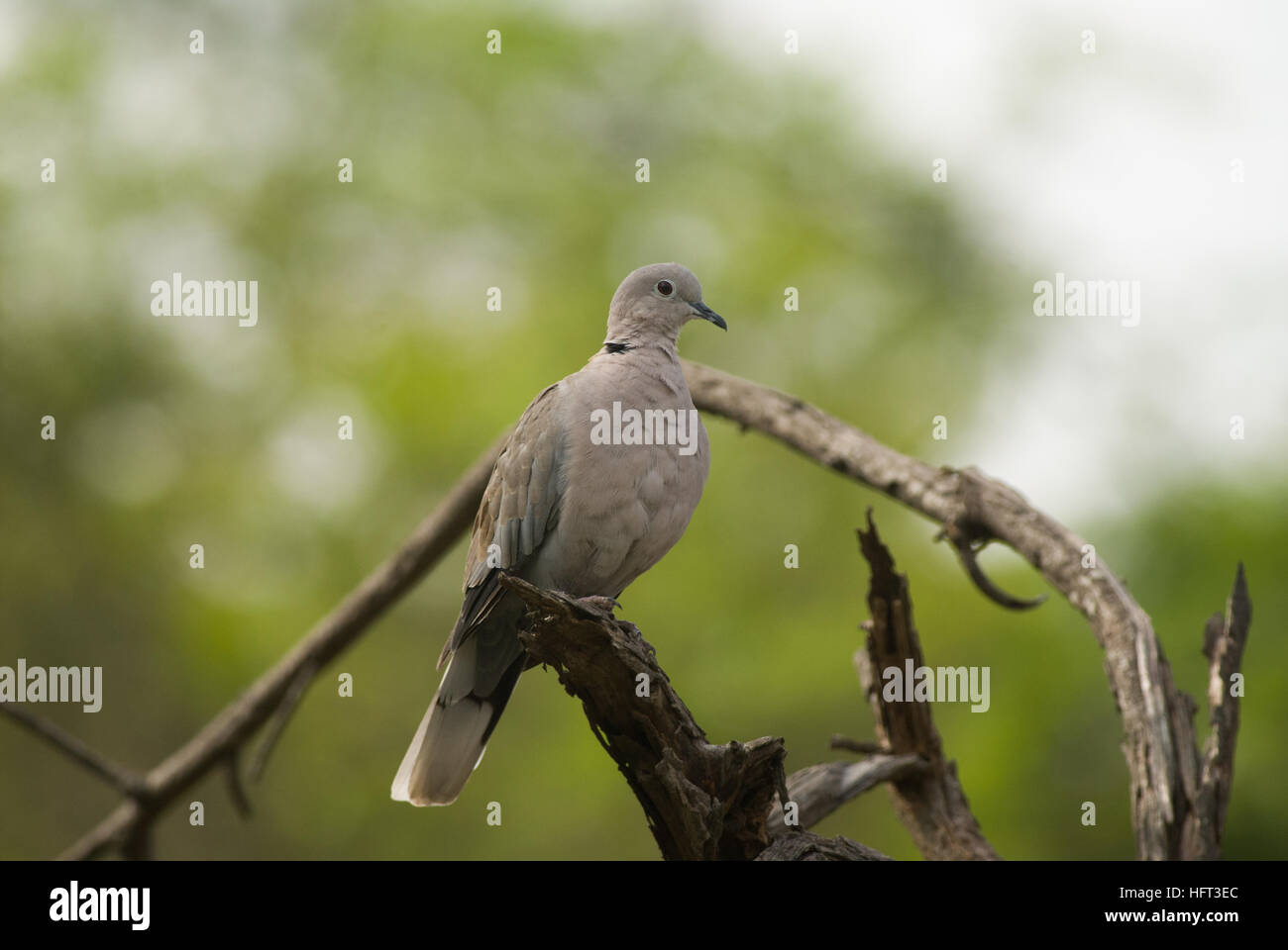 Mourning dove perched at BR Hills Stock Photo - Alamy