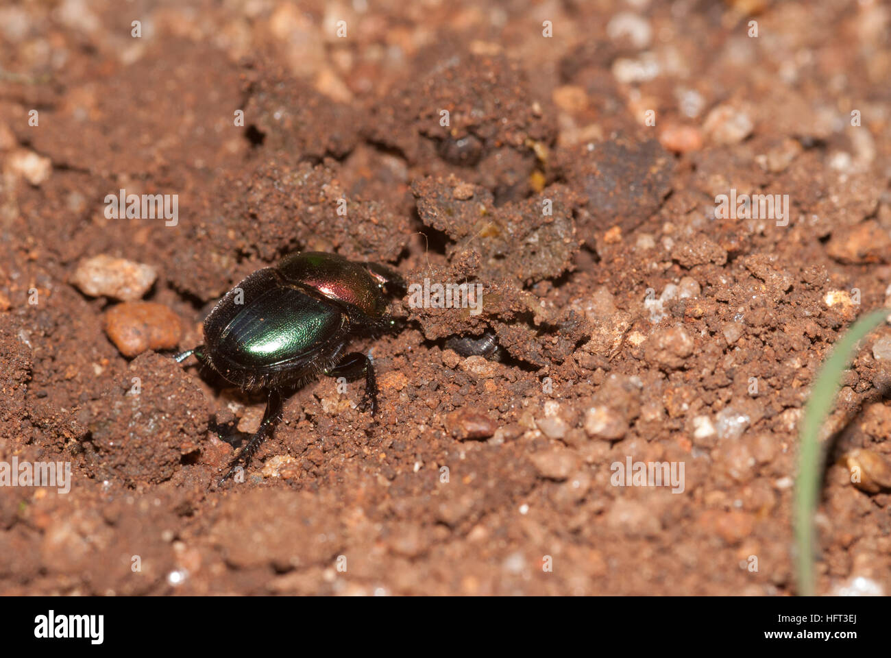 Sternocera chrysis is a species of beetles belonging to the Buprestidae ...
