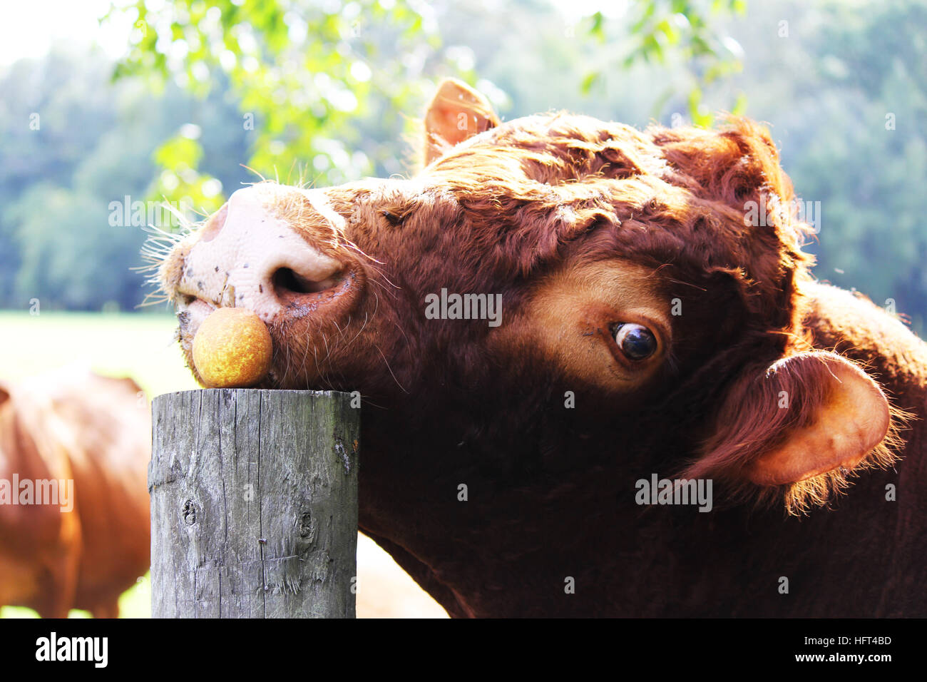 Pear farm hi-res stock photography and images - Alamy