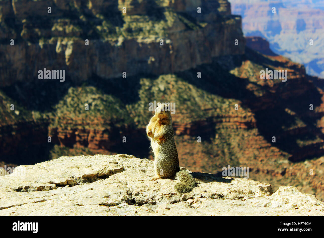 A grey ground squirrel poses at the precipice of the cliff in Grand ...