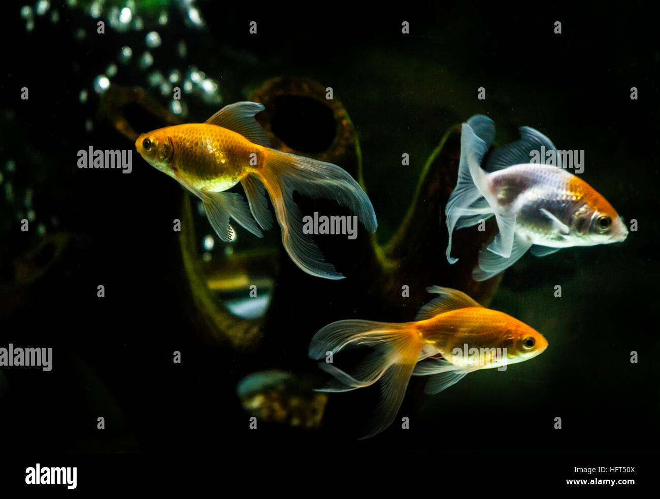 Gold fish aquarium hi-res stock photography and images - Alamy