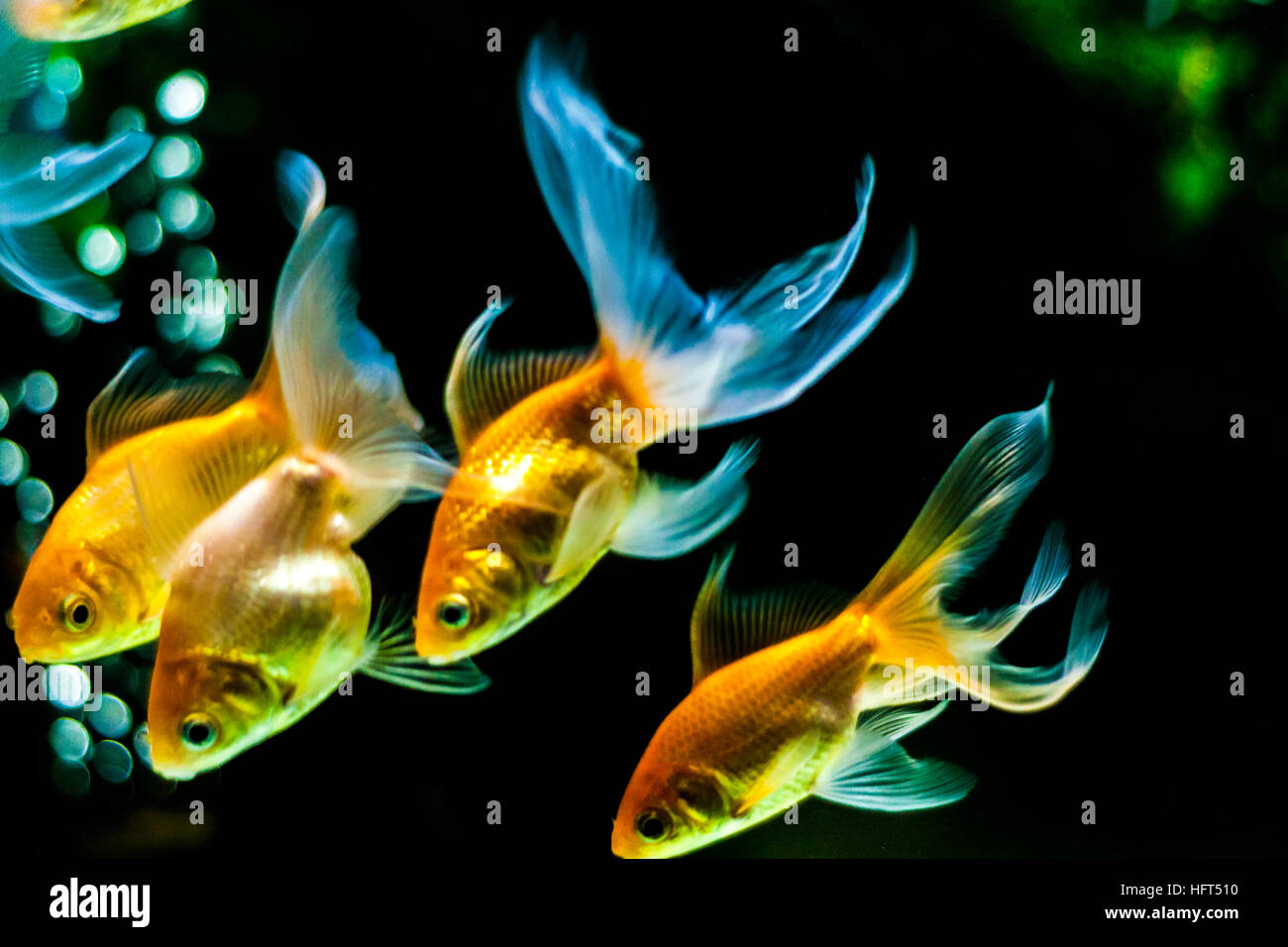 Gold fish swimming in tropical water fish aquarium Stock Photo - Alamy