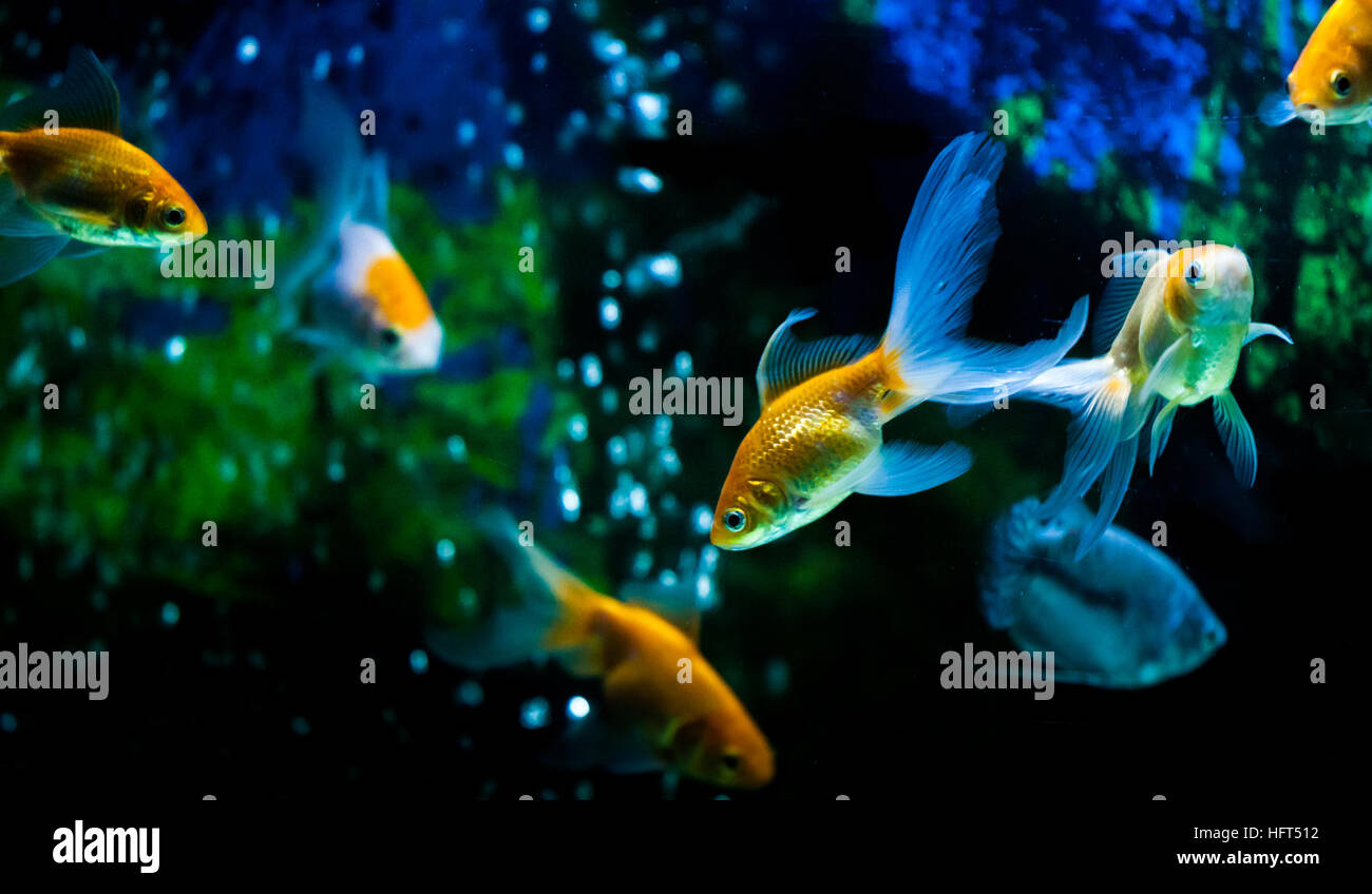 Gold fish aquarium hi-res stock photography and images - Alamy