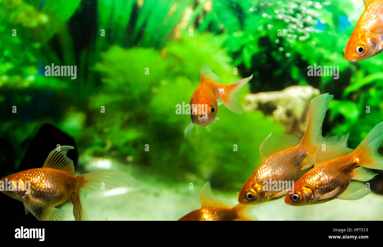 Gold fish aquarium hi-res stock photography and images - Alamy