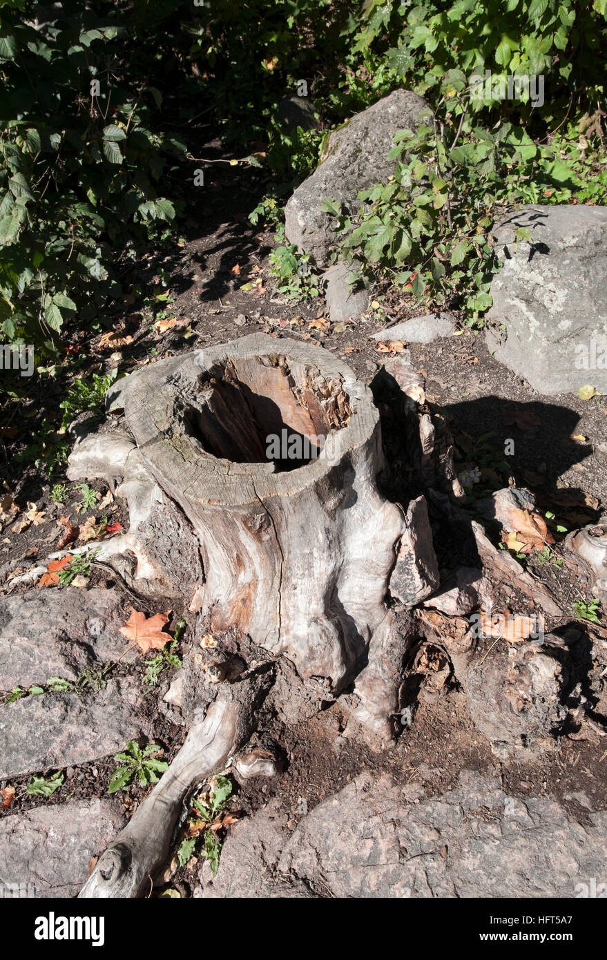 Hollow tree stump hi-res stock photography and images - Alamy