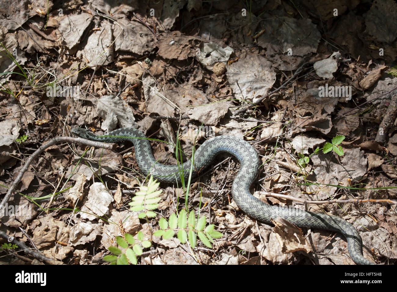 Common Viper Vipera Berus High Resolution Stock Photography and Images ...