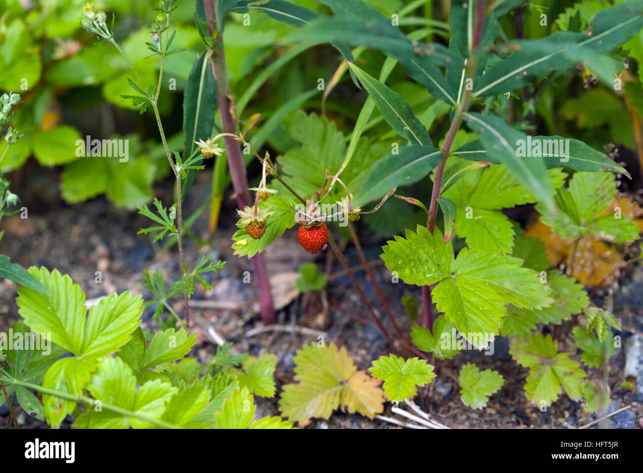 Wild strawberry; Fragaria vesca Stock Photo - Alamy
