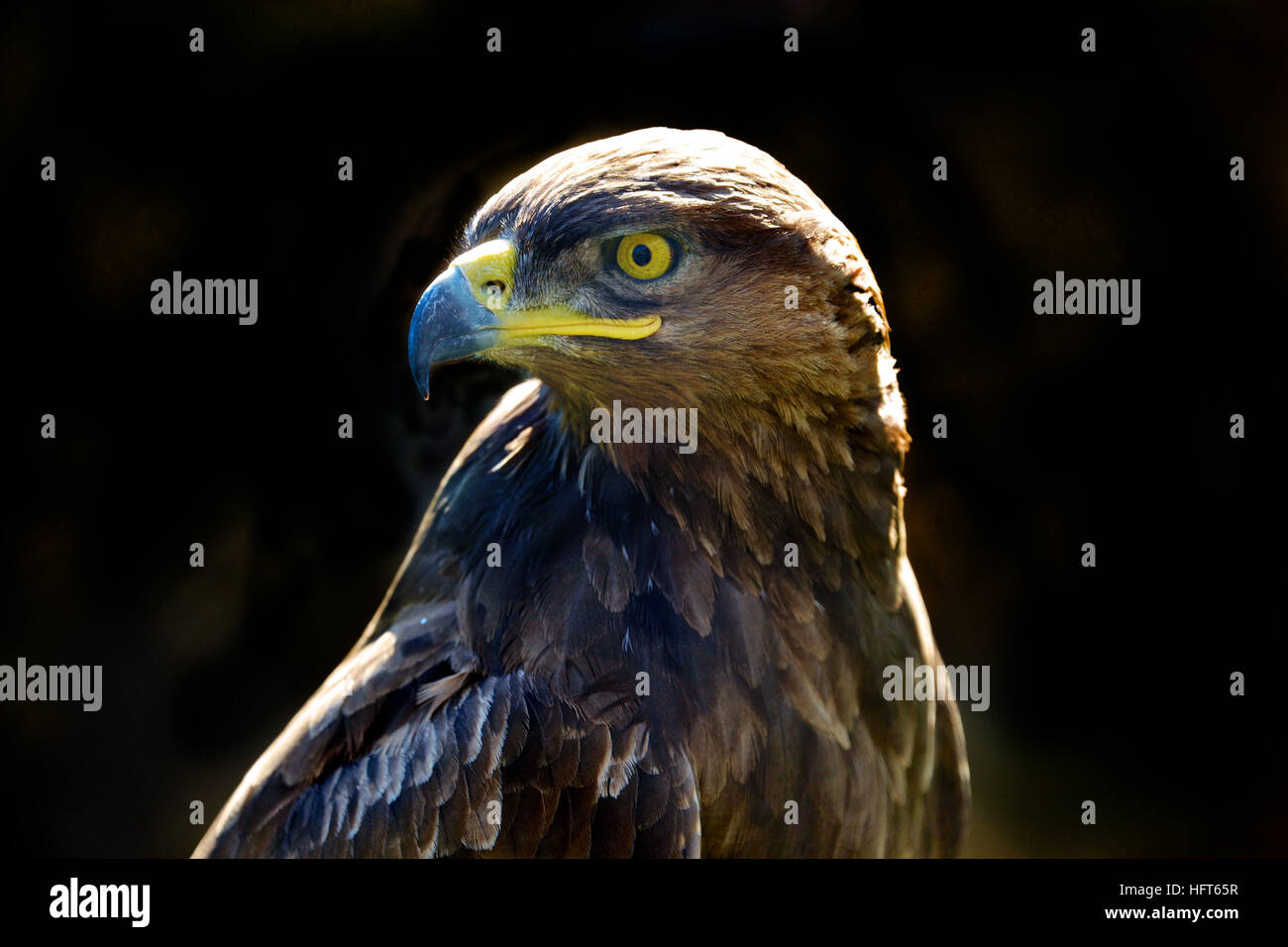 Golden eagle isolated on a dark background Stock Photo - Alamy