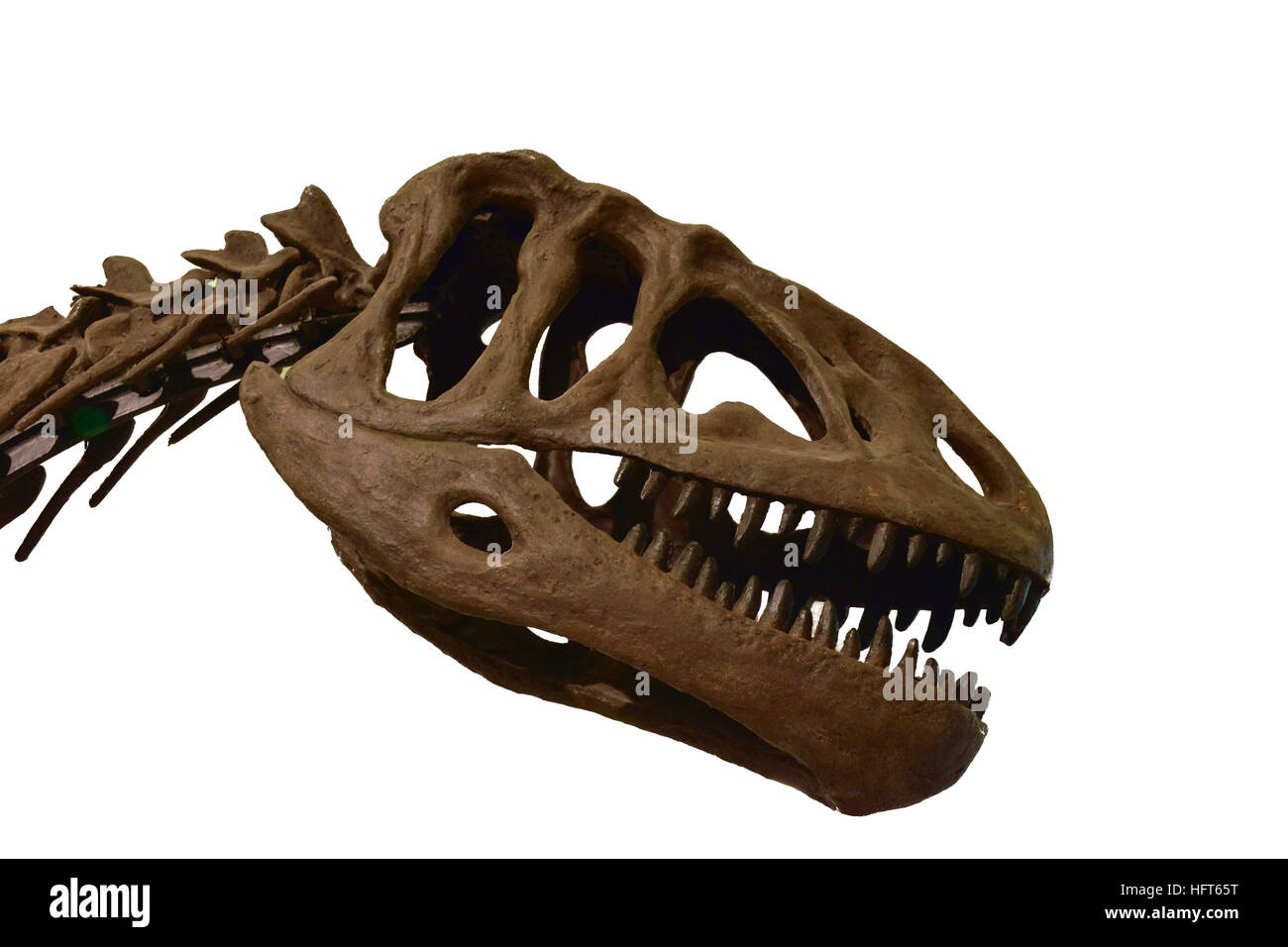 Tyrannosaurus rex skeleton hi-res stock photography and images - Alamy