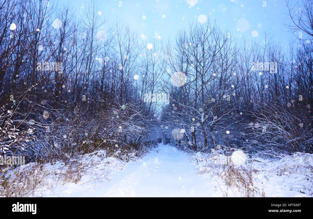 The winter is here! snow and snowflakes is everywhere! Stock Photo - Alamy