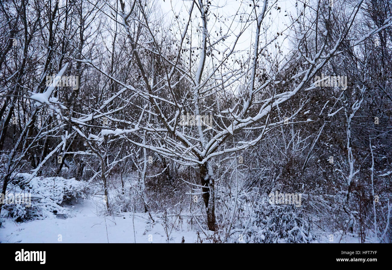 The winter is here! snow and snowflakes is everywhere bushes trees ...