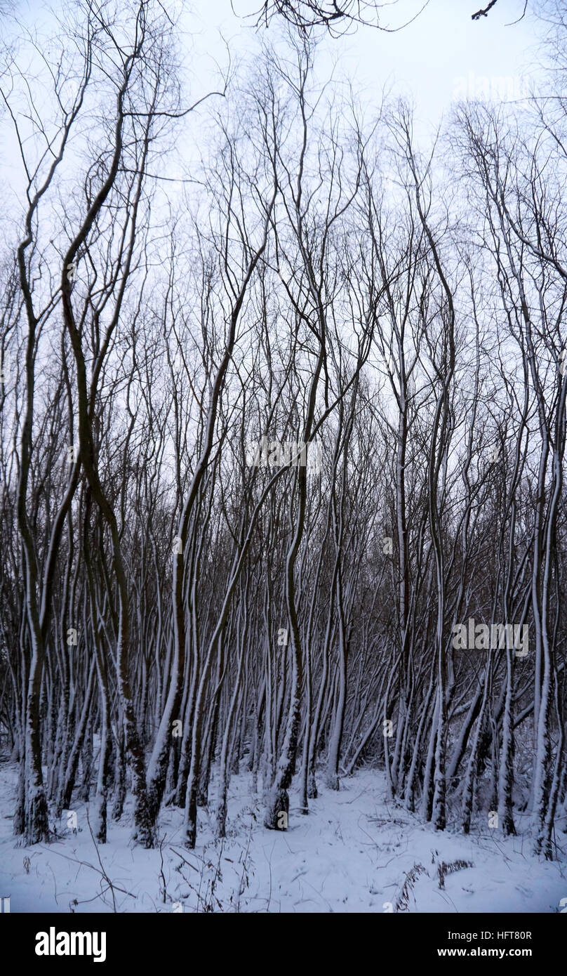 The winter is here! snow and snowflakes is everywhere bushes trees ...