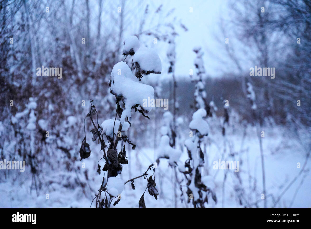 The winter is here! snow and snowflakes is everywhere Stock Photo - Alamy