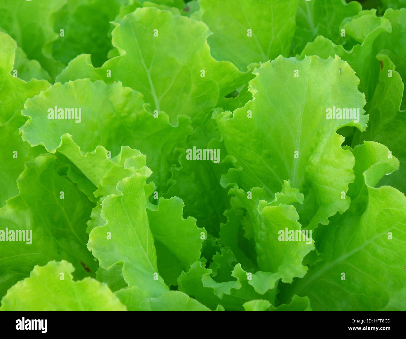 Bright Color of Green Oak Lettuce under the Morning Sun in an Organic ...