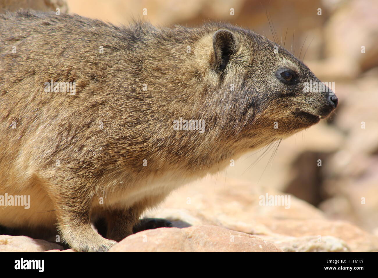 Hyrax in Mossel Bay, South Africa. In South Africa specifically known ...