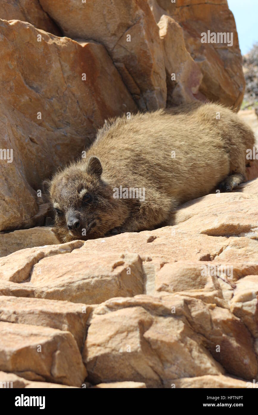 Hyrax in Mossel Bay, South Africa. In South Africa specifically known ...