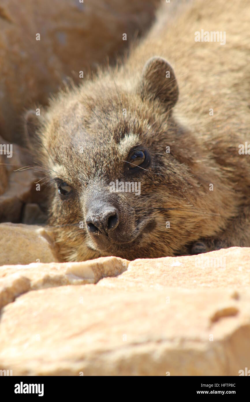 Hyrax in Mossel Bay, South Africa. In South Africa specifically known ...