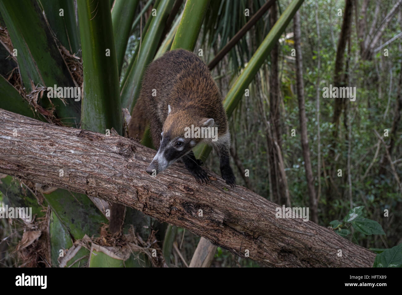 Mexico jungle wildlife Coati mundi animal eating. The Coati or ...