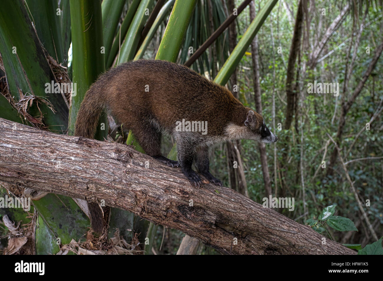 Mexico jungle wildlife Coati mundi animal eating. The Coati or ...