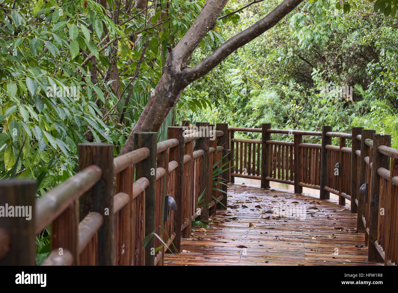 Jungle path hi-res stock photography and images - Alamy