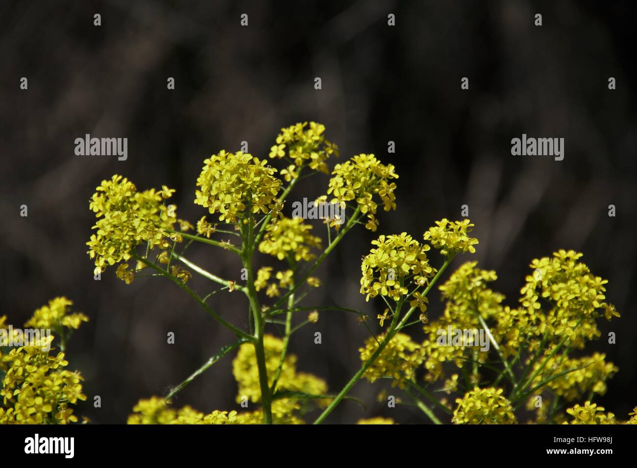 Achillea flowering hi-res stock photography and images - Alamy