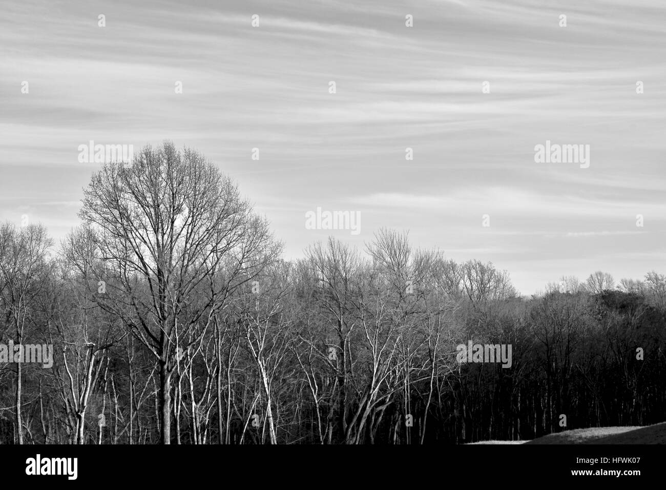 A beautiful landscape view of the barren winter trees Stock Photo - Alamy