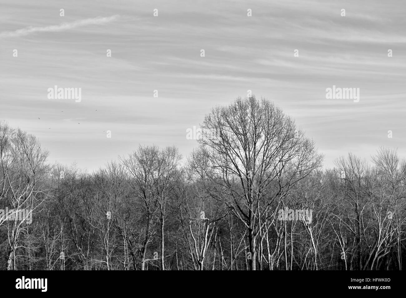 A beautiful landscape view of the barren winter trees Stock Photo - Alamy