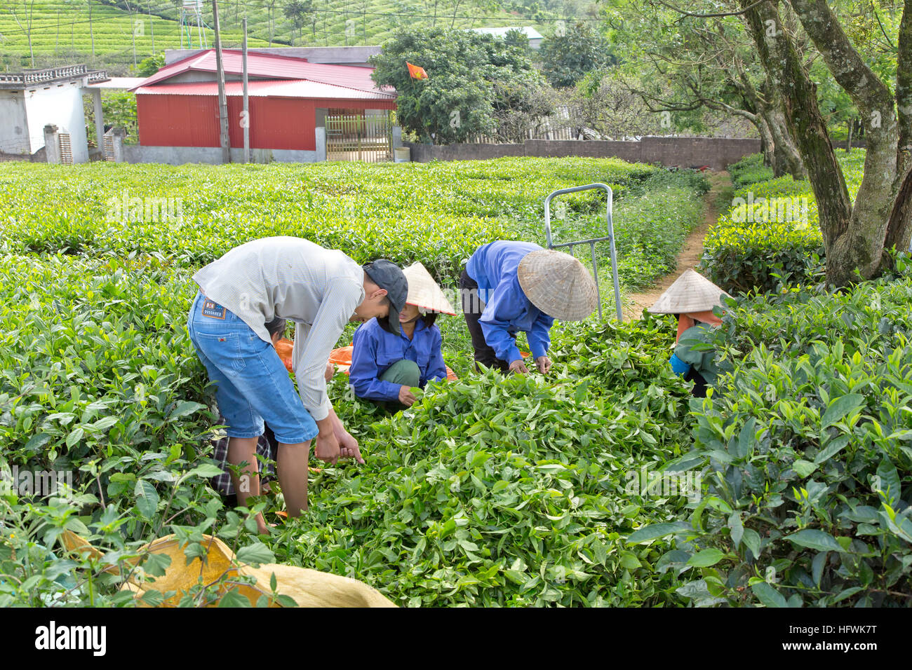 Sorting of the harvest hi-res stock photography and images - Alamy