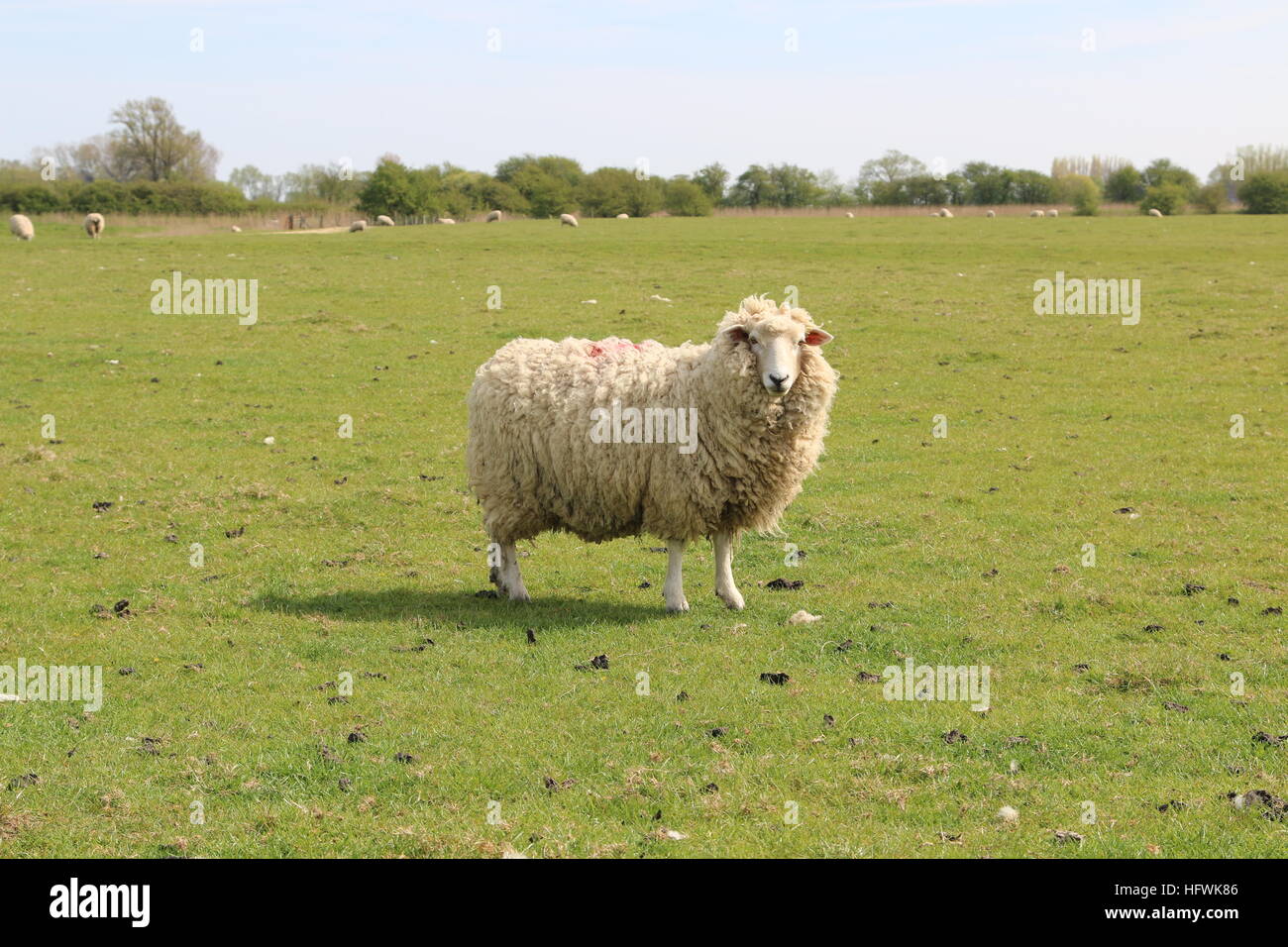 Romney sheep hi-res stock photography and images - Alamy