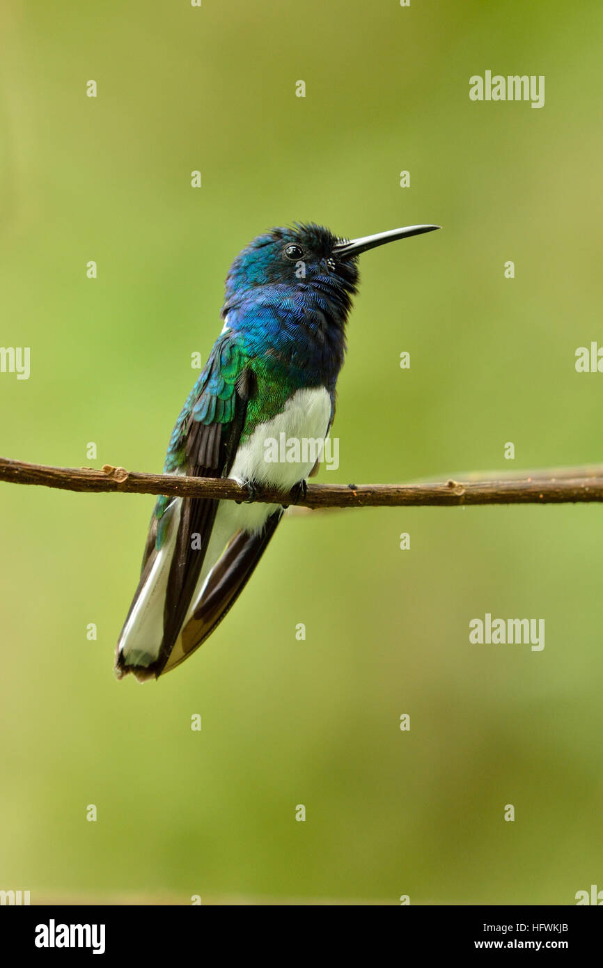 White-necked Jacobin Hummingbird Stock Photo - Alamy