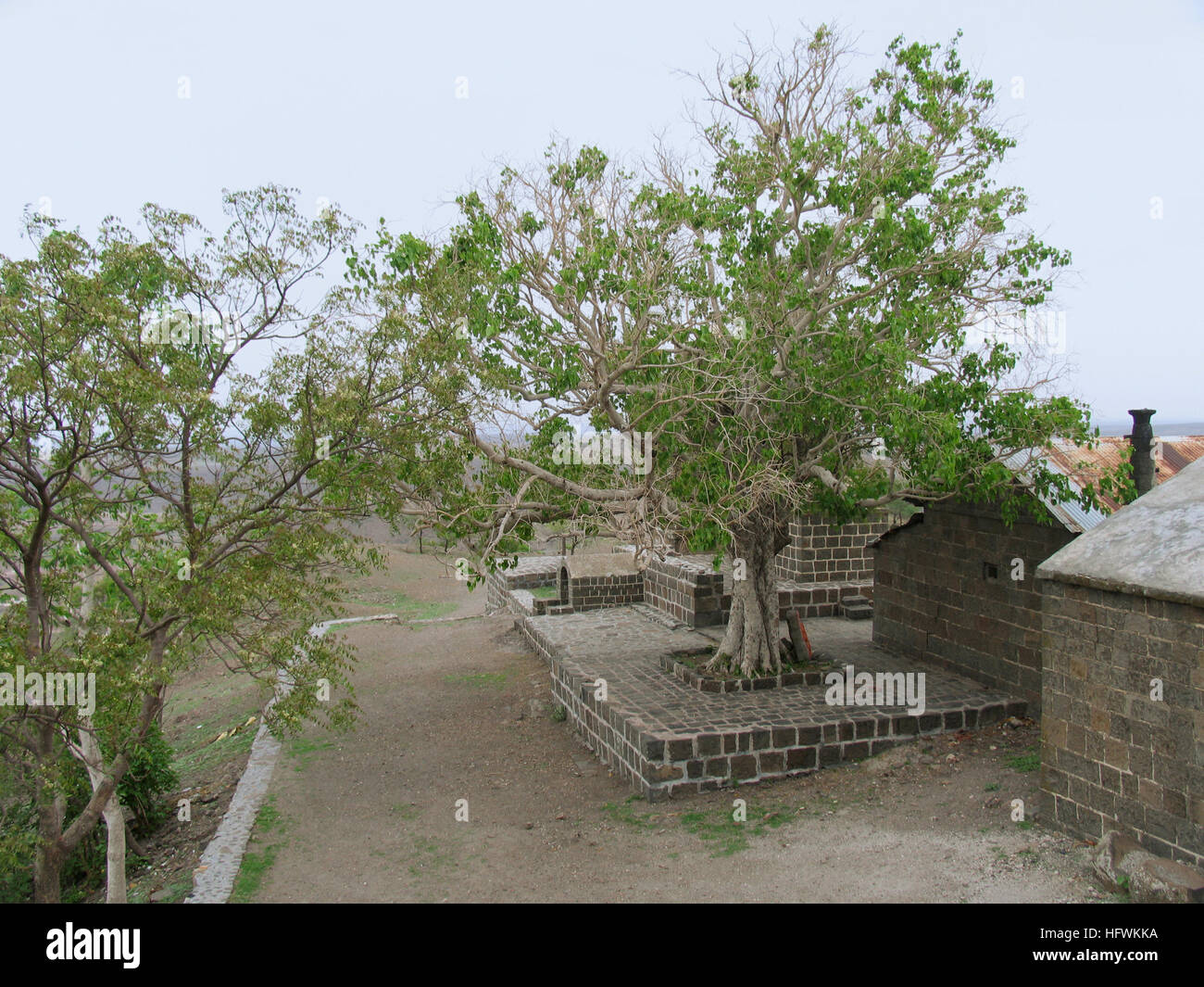 Indian mulberry tree hi-res stock photography and images - Alamy