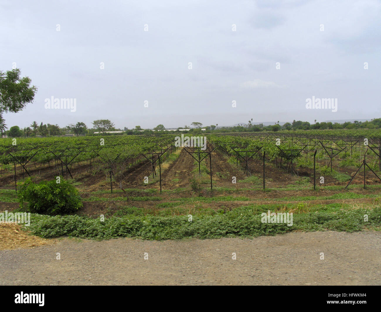 Grapes field, rows of vines in a vineyard Stock Photo - Alamy