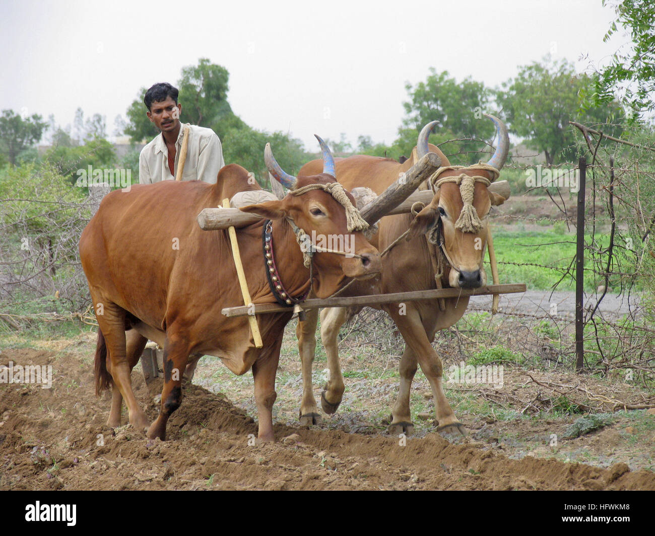 Farmers with animal ploughing field hi-res stock photography and images ...