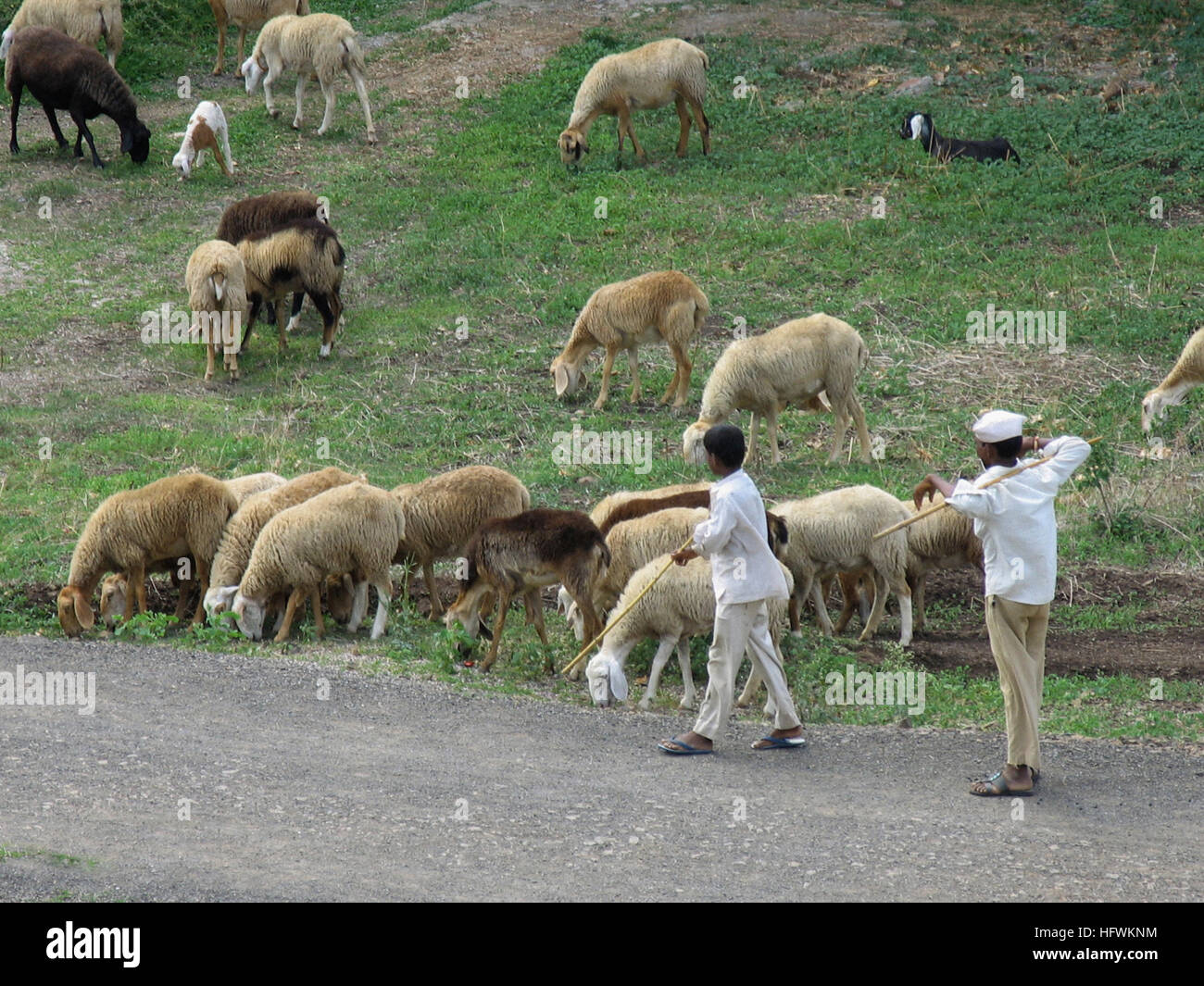 Indian shepherd with flock of sheep Stock Photo - Alamy